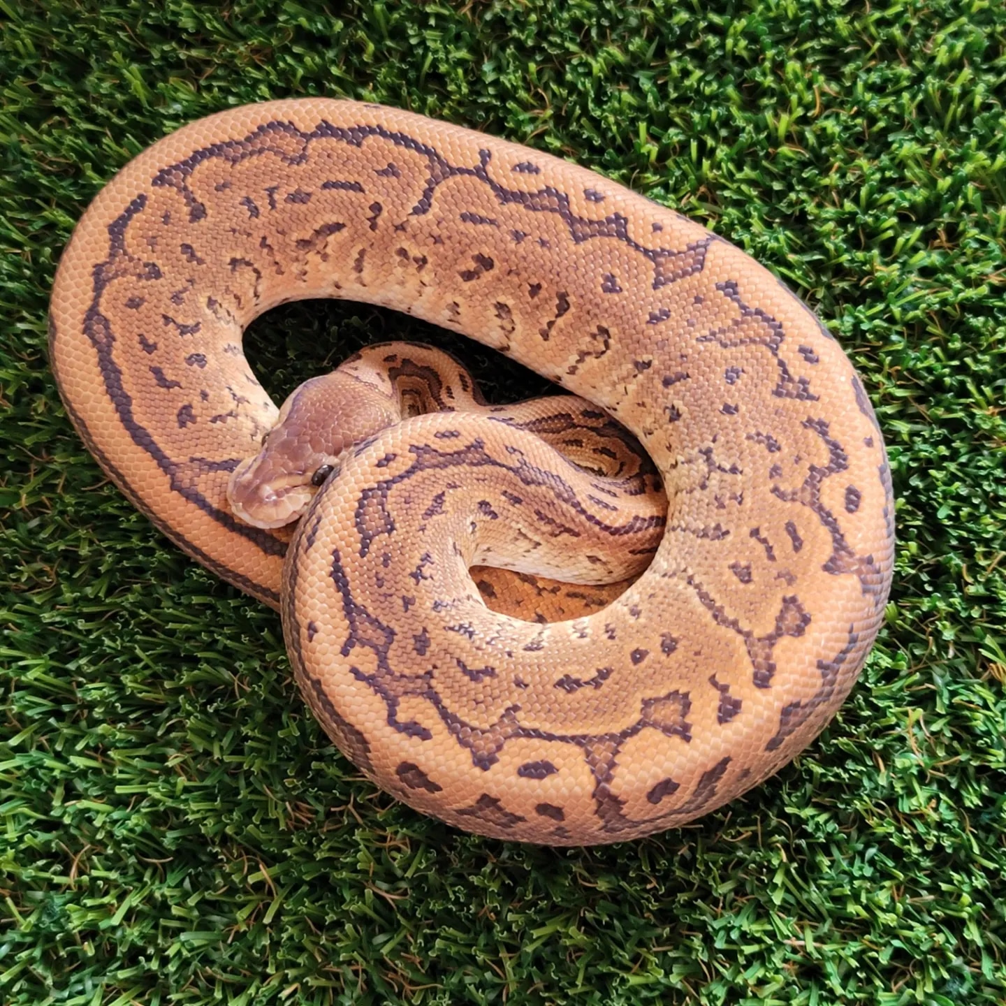 Awesome Pattern Black Pastel Pinstripe Ball Python by Seventh Level ...