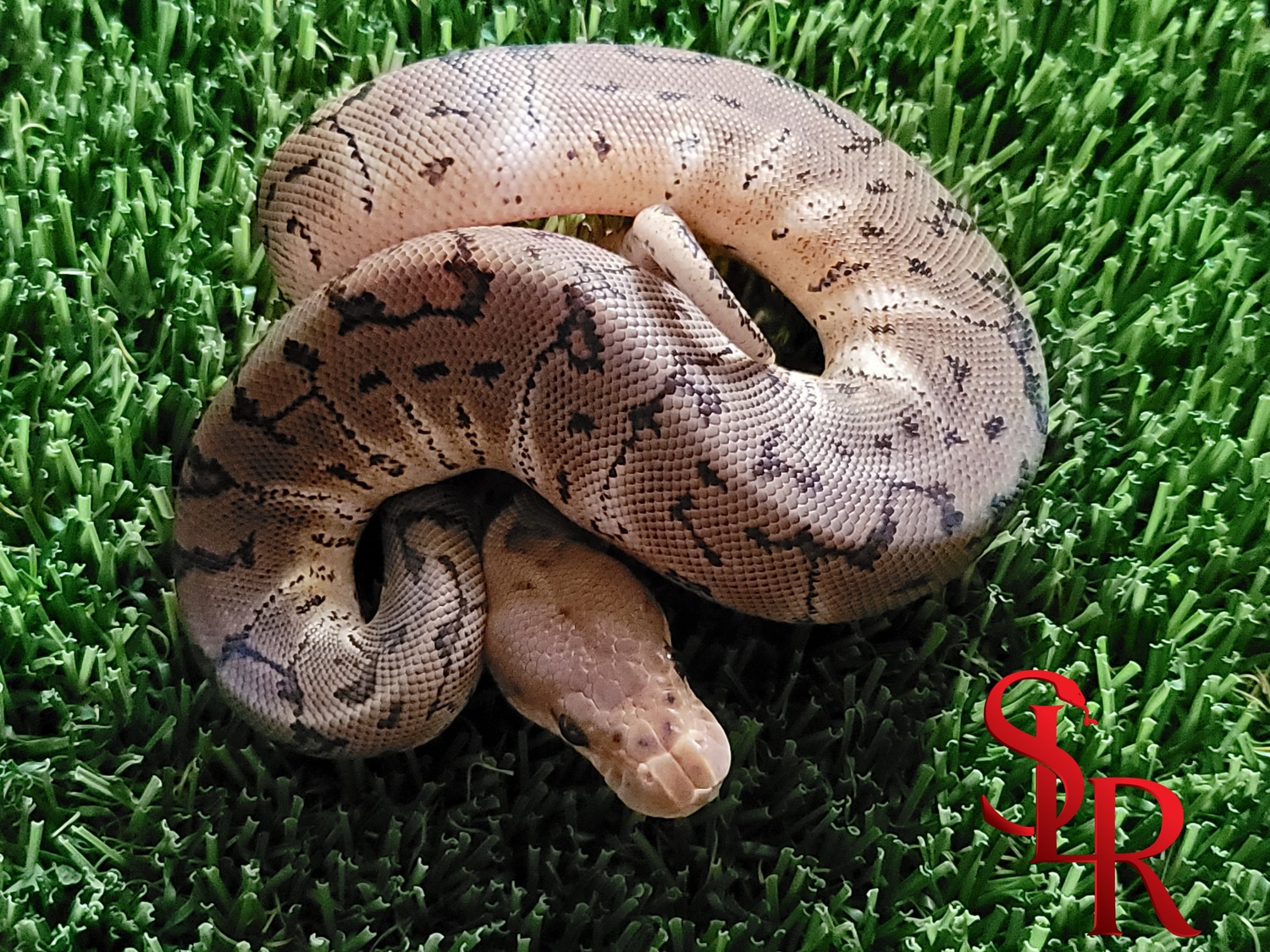 Smiley Face Emoji Pinstripe Clown Ball Python by Seventh Level Reptiles ...