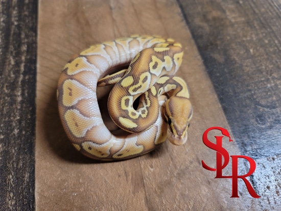 Smoking Banana Pastel Lesser Ph Clown Ball Python by Seventh Level Reptiles