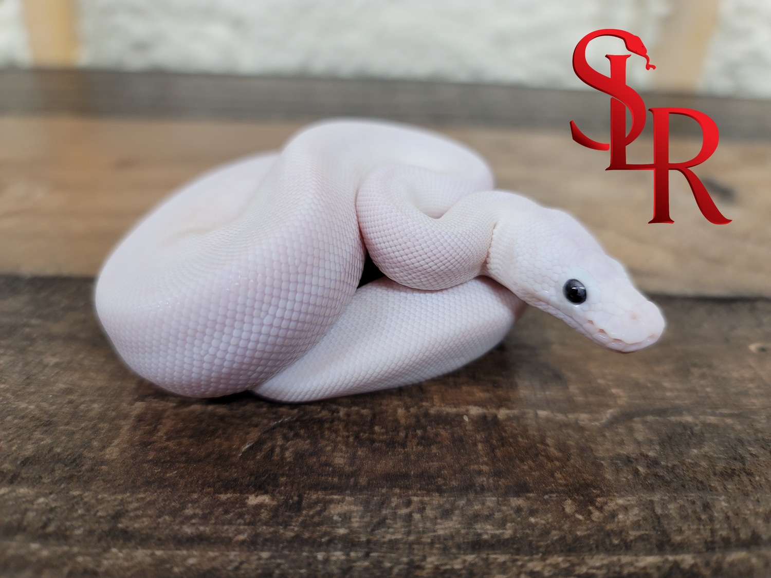 BEL Bamboo Lesser Pos Pinstripe,, Cinnamon Ball Python by Seventh Level ...