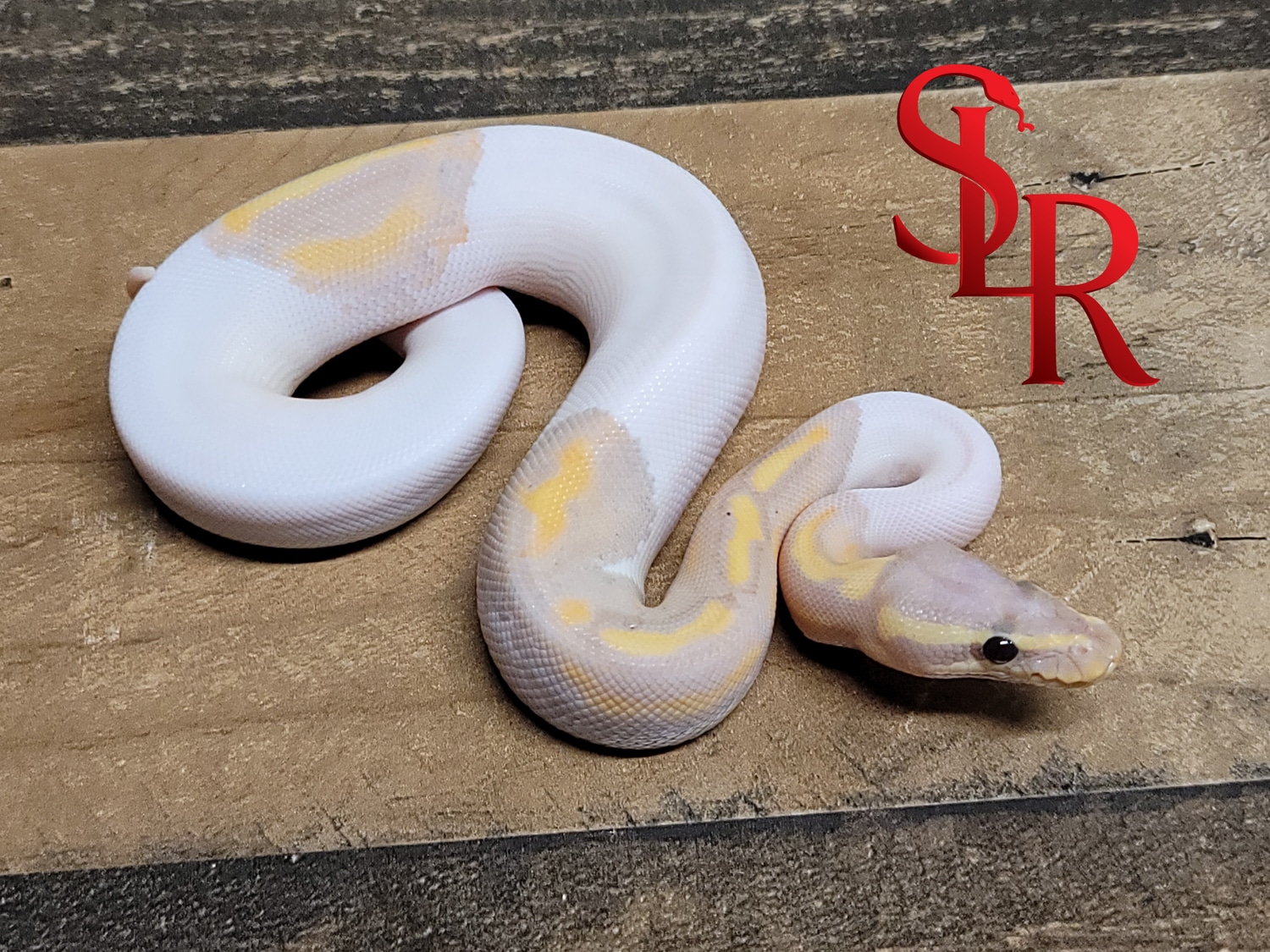 SMOKING Hot Banana Pied Ball Python by Seventh Level Reptiles - MorphMarket