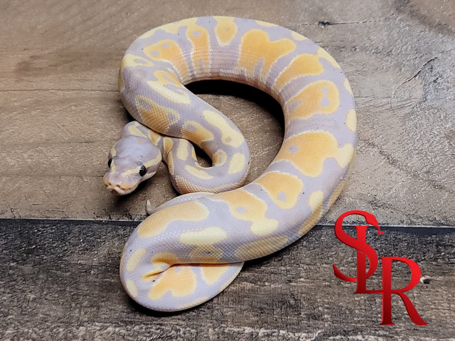 Banana Het Pied Boys Ball Python by Seventh Level Reptiles - MorphMarket