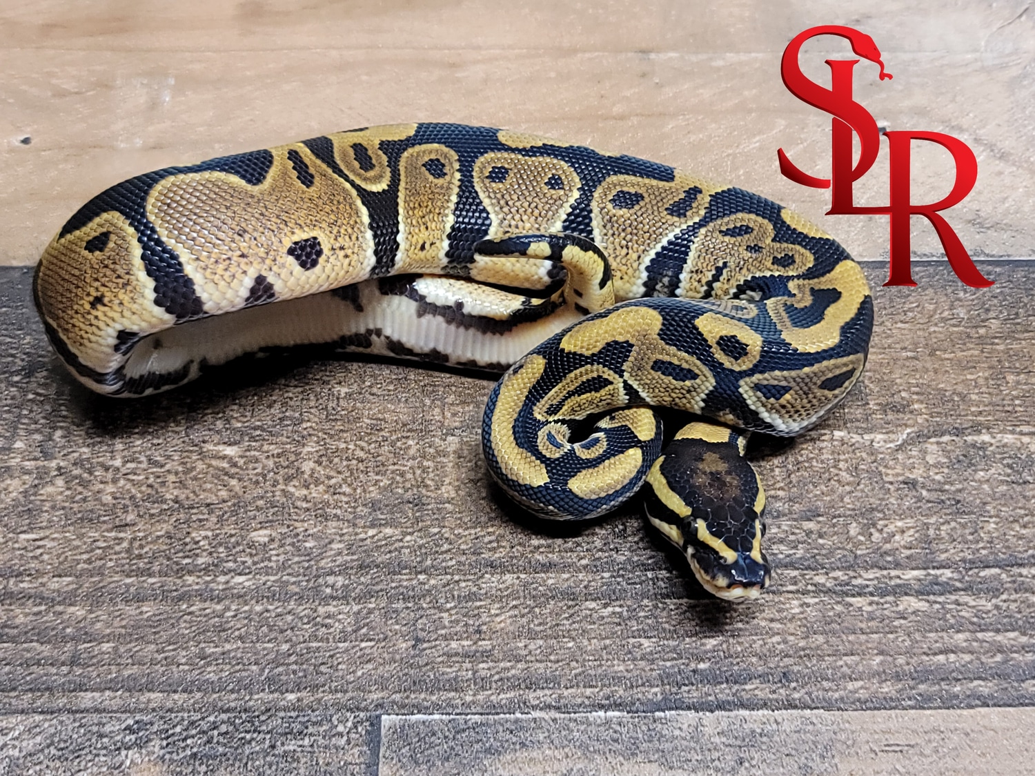 Het Dreamsicle Ball Python by Seventh Level Reptiles - MorphMarket