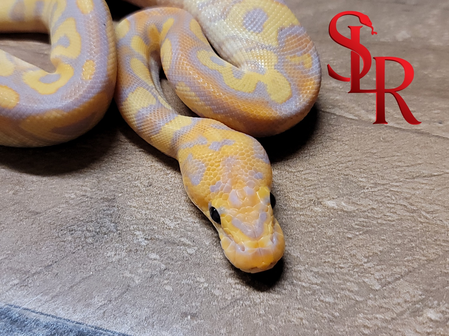 AMAZING Banana Clown Ball Python by Seventh Level Reptiles - MorphMarket