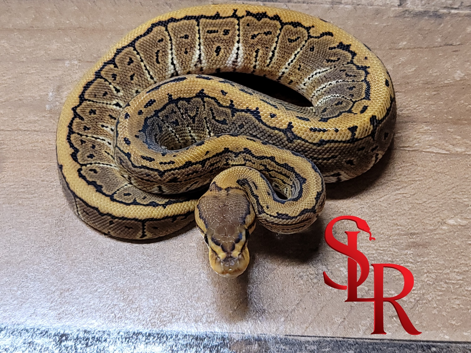 Pinstripe 66% Ph Clown Females Ball Python by Seventh Level Reptiles ...