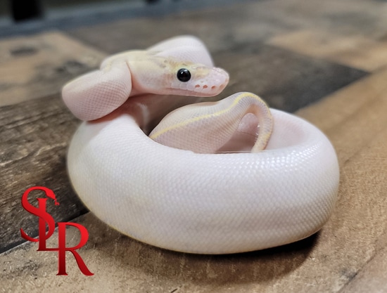 Ivory Het Pied 66% Het Lavender Ball Python by Seventh Level Reptiles