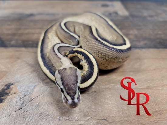 Awesome Black Pastel Super Stripe Ball Python by Seventh Level Reptiles