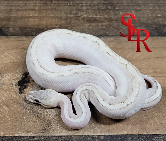 Rare Bamboo Super Stripe Ball Python by Seventh Level Reptiles