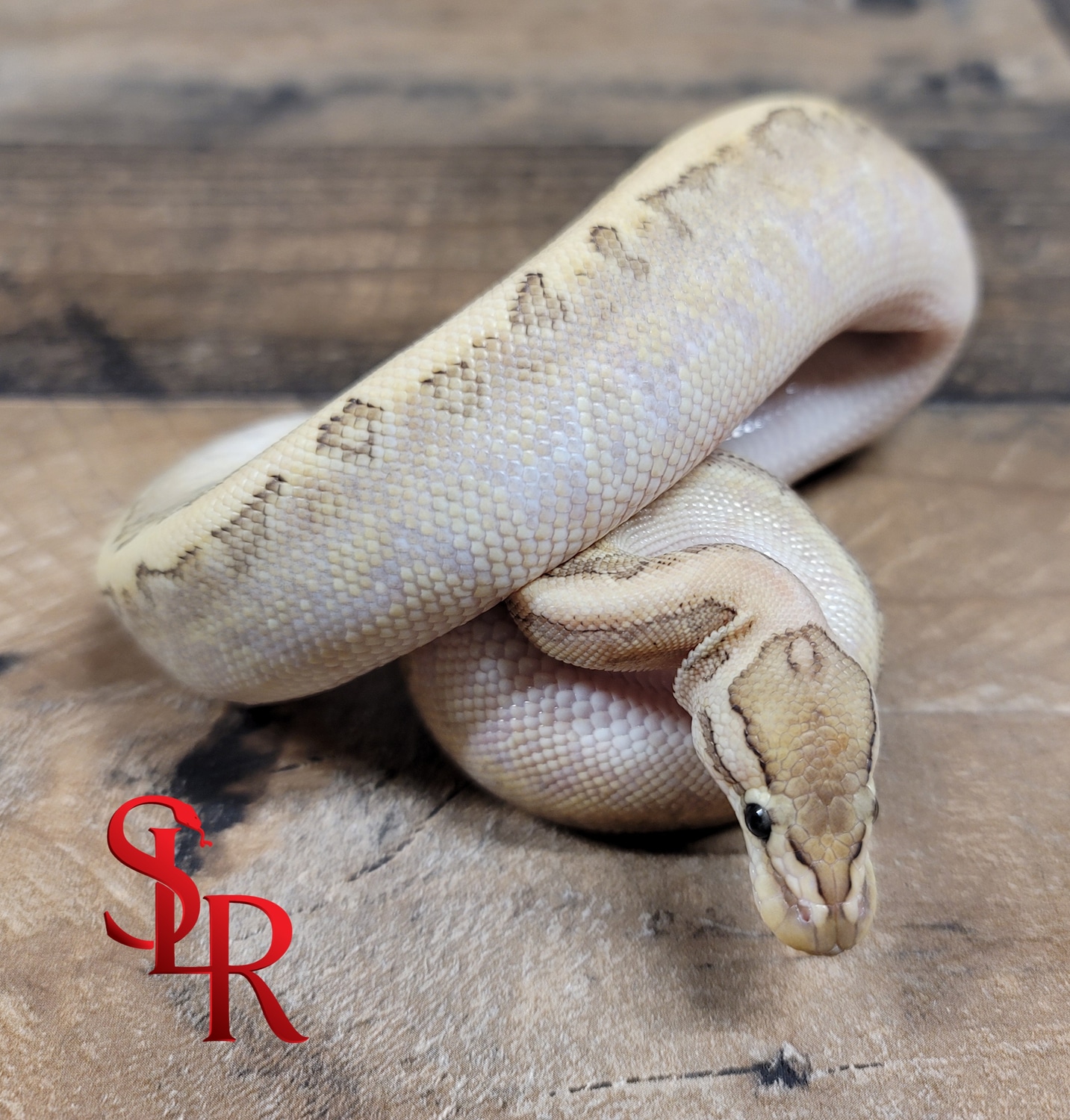 Vivid Colors! Bamboo Pinstripe Specter Pos Ball Python by Seventh Level ...