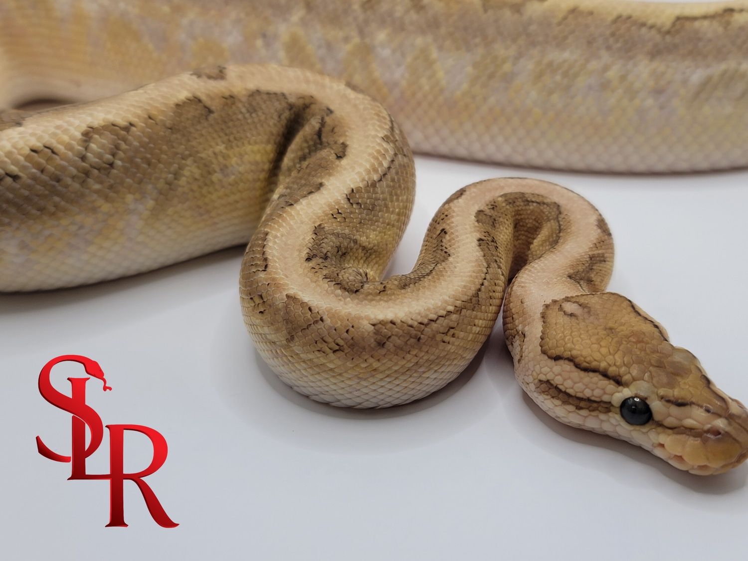 Vivid Colors! Bamboo Pinstripe Specter Pos Ball Python by Seventh Level ...