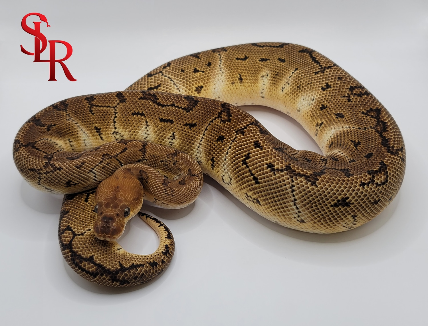 Smiley Face Emoji Pinstripe Clown Ball Python by Seventh Level Reptiles ...