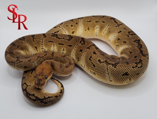 Smiley Face Emoji Pinstripe Clown Ball Python by Seventh Level Reptiles