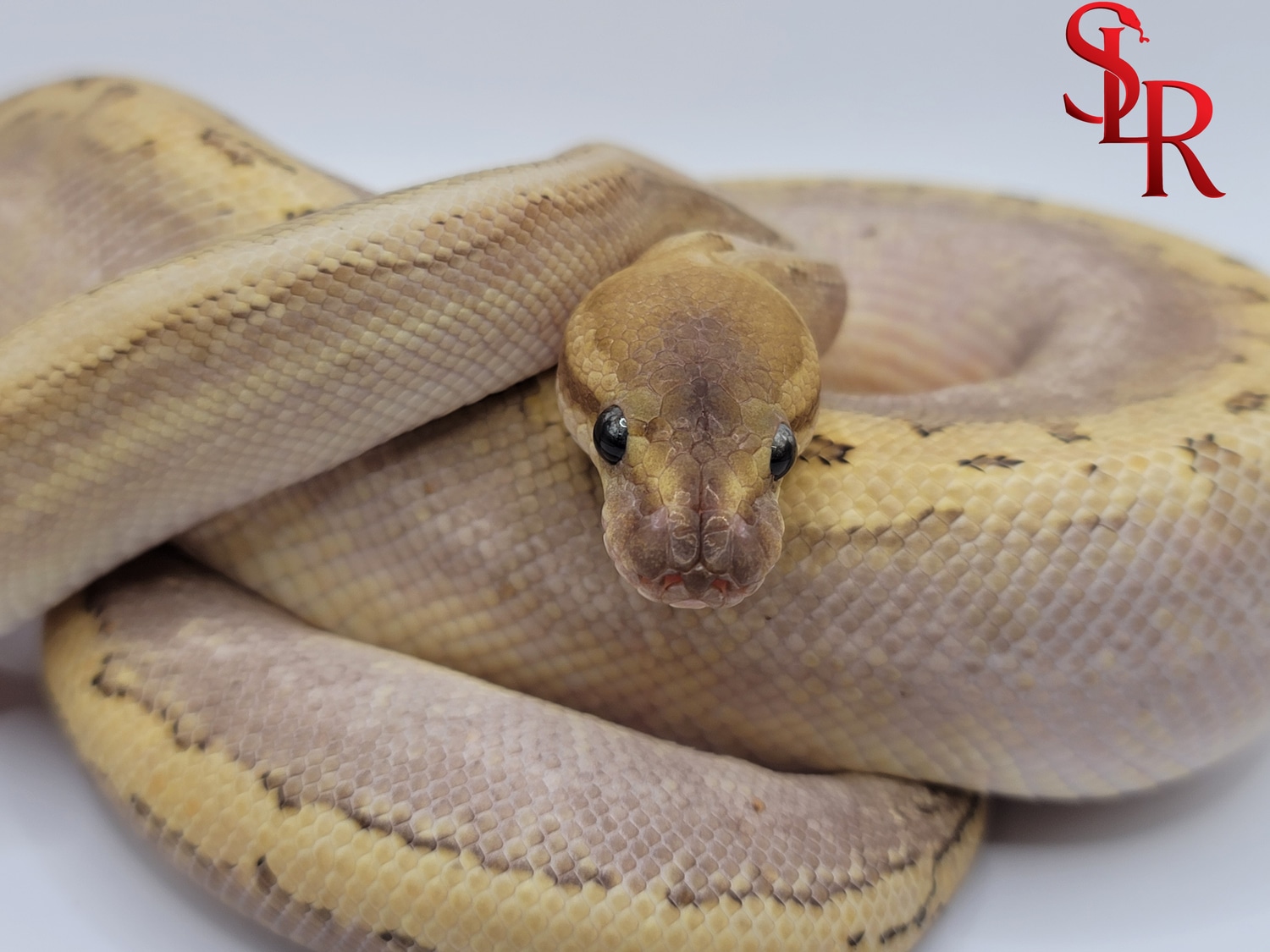 Crazy Beautiful Bamboo Pin YB/Specter Ball Python by Seventh Level ...