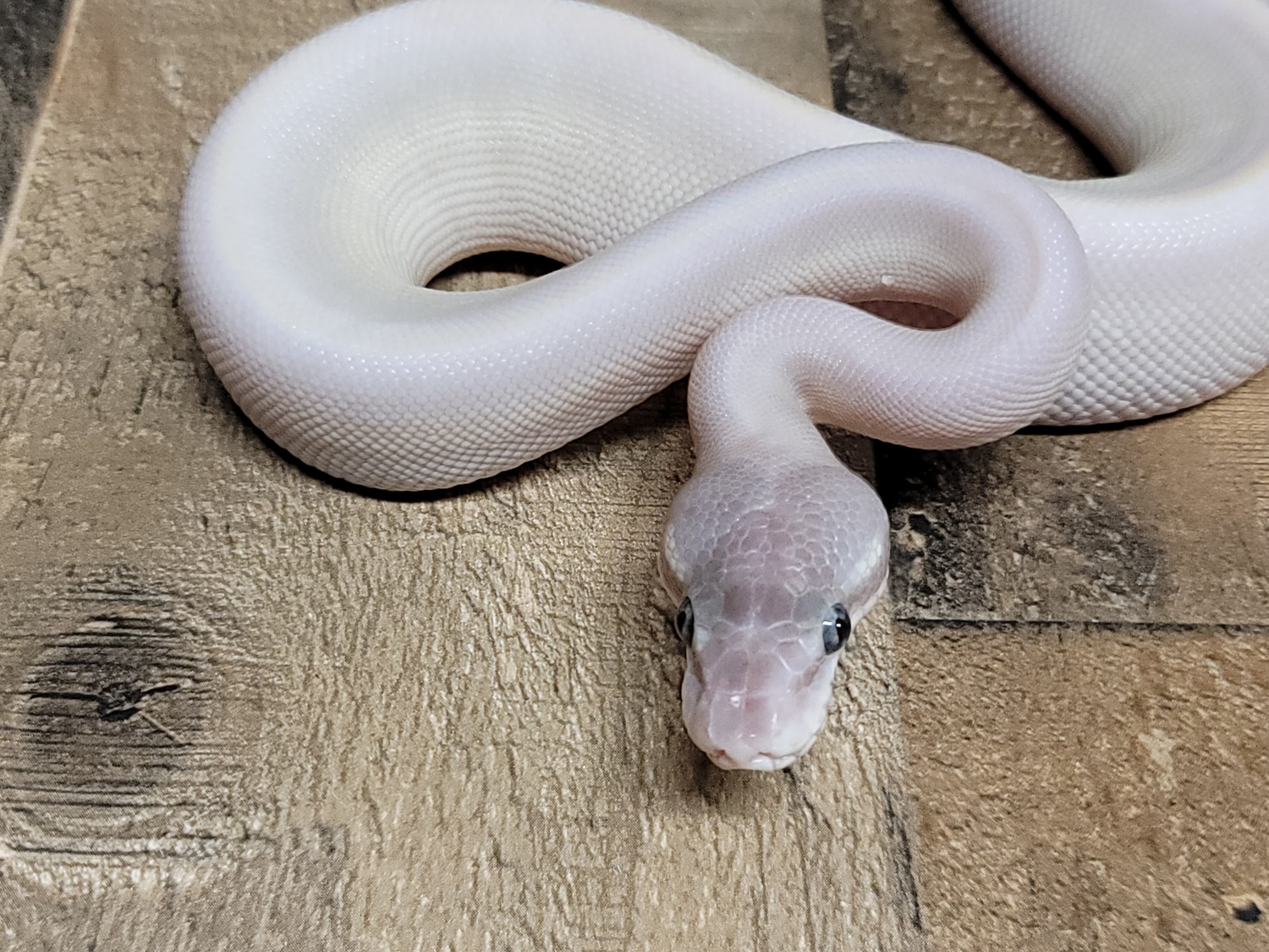 BEL Bamboo Mojave Prob Ball Python by Seventh Level Reptiles - MorphMarket