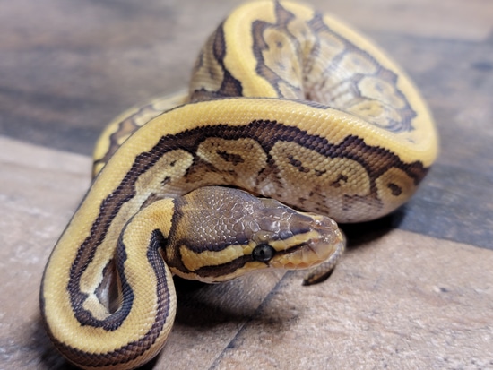 Mojave Pinstripe YB Ball Python by Seventh Level Reptiles