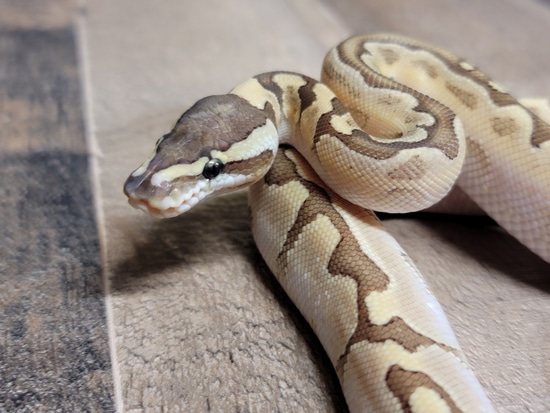 Beautiful Bamboo Enchi Ball Python by Seventh Level Reptiles