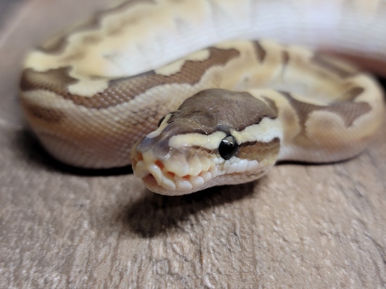Amazing Bamboo Enchi Girl Ball Python by Seventh Level Reptiles