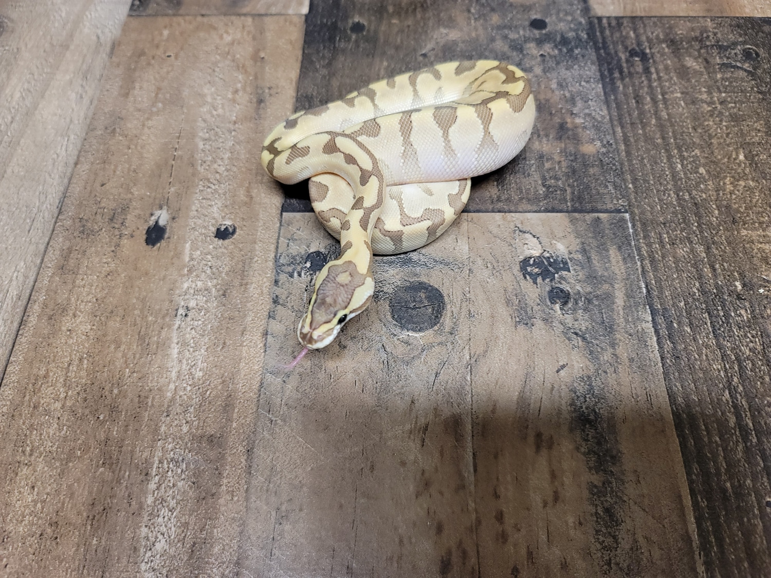 Look At This Bamboo Super Enchi Ball Python by Seventh Level Reptiles ...