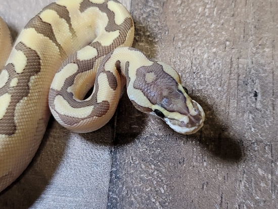 Look At This Bamboo Super Enchi Ball Python by Seventh Level Reptiles