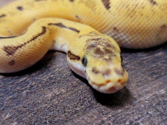 Amazing Super Enchi Pastel Pinstripe Ball Python by Seventh Level Reptiles
