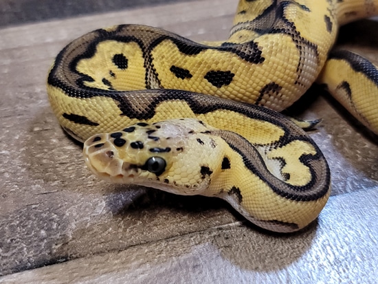 BOMBSHELL Pastel OD Leopard Clown Het Pied Ball Python by Seventh Level ...