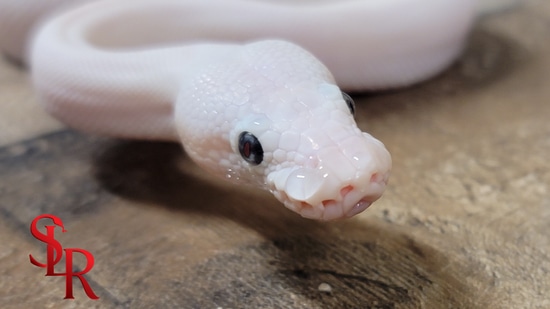 Blacklight Hidden Pattern BEL Ball Python by Seventh Level Reptiles