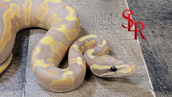 WOW! Amazing Banana GHI Leopard Het Pied Ball Python by Seventh Level Reptiles