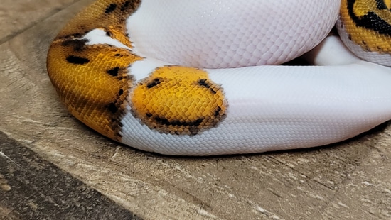 Outstanding Emoji Orange Dream Pied Ph Clown Ball Python by Seventh ...