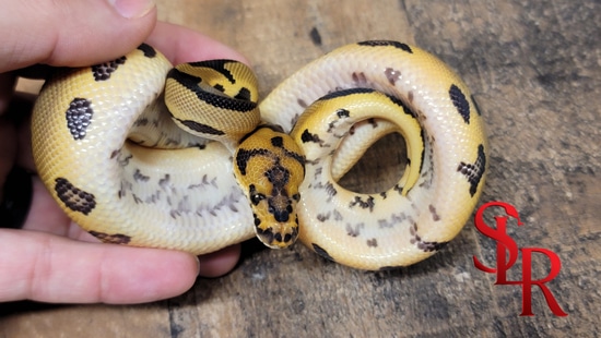 Amazing Leopard Clown With Awesome Headstamp Ball Python by Seventh ...