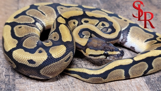 Red Stripe Het Clown Ball Python by Seventh Level Reptiles