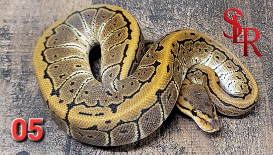 NO RESERVE 3 Pinstripe Het Clown Group Ball Python by Seventh Level ...