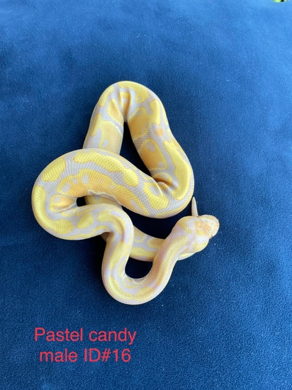 Pastel Candy Ball Python by Candy Mutations Ball Pythons