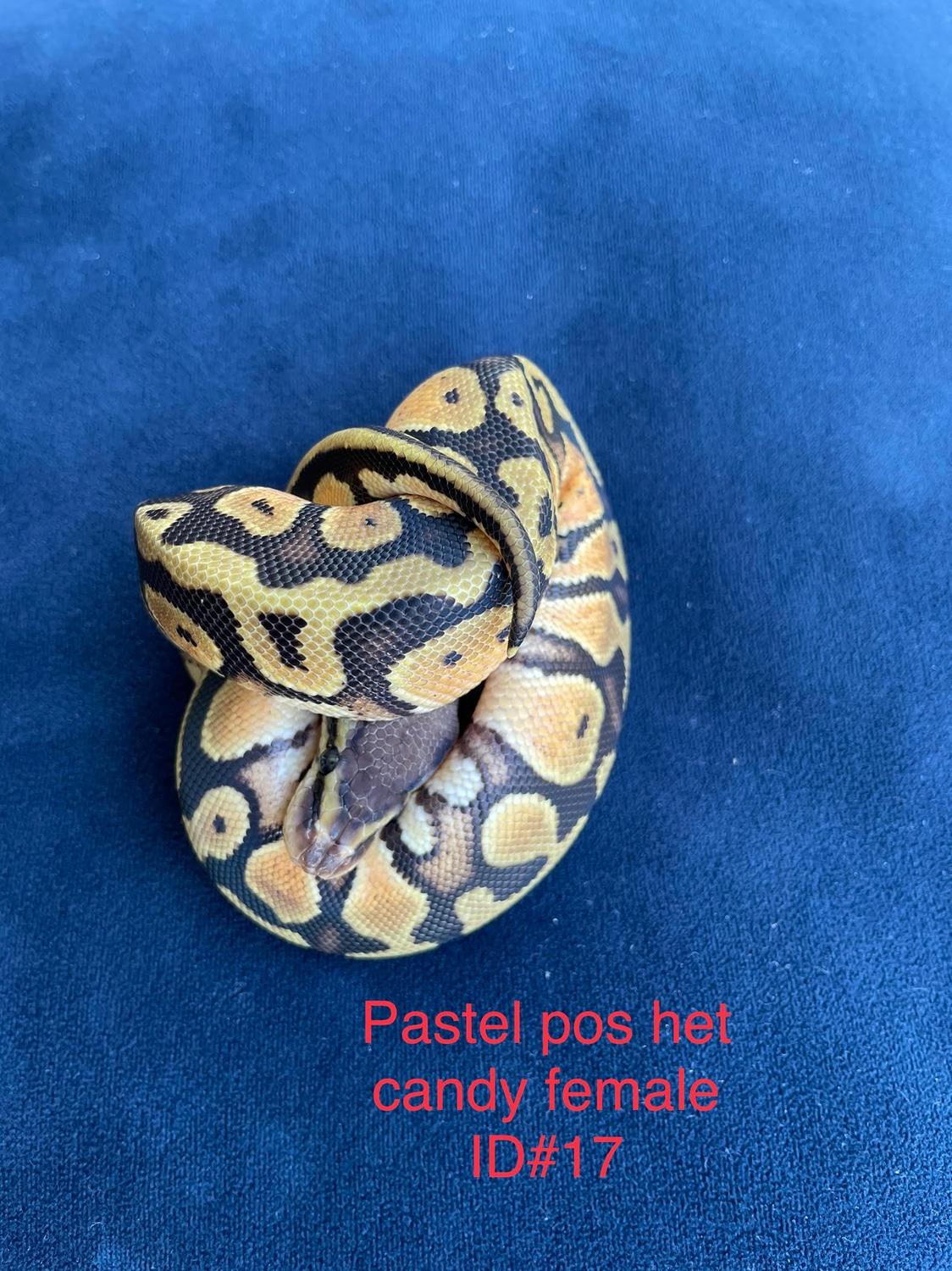 Pastel Poss Het Candy Ball Python by Candy Mutations Ball Pythons ...
