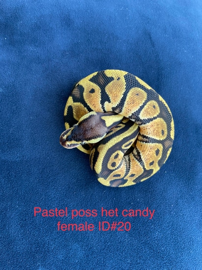 Pastel Poss Het Candy Ball Python by Candy Mutations Ball Pythons