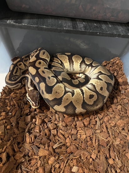 Pastel Het Candy Ball Python by Candy Mutations Ball Pythons