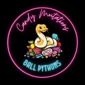 Candy Mutations Ball Pythons - MorphMarket
