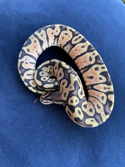 Super Pastel Poss Het Candy Ball Python by Candy Mutations Ball Pythons