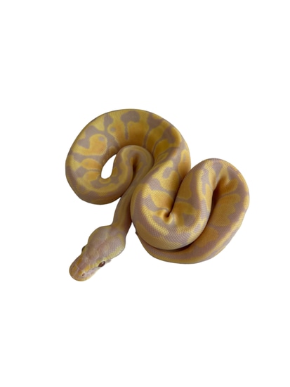 Super Pastel Candy Ball Python by Candy Mutations Ball Pythons