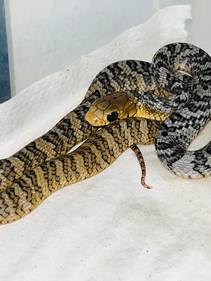 '23 Yellow Tail Cribos Cribo & Indigo Snakes by Herpetoculture Info