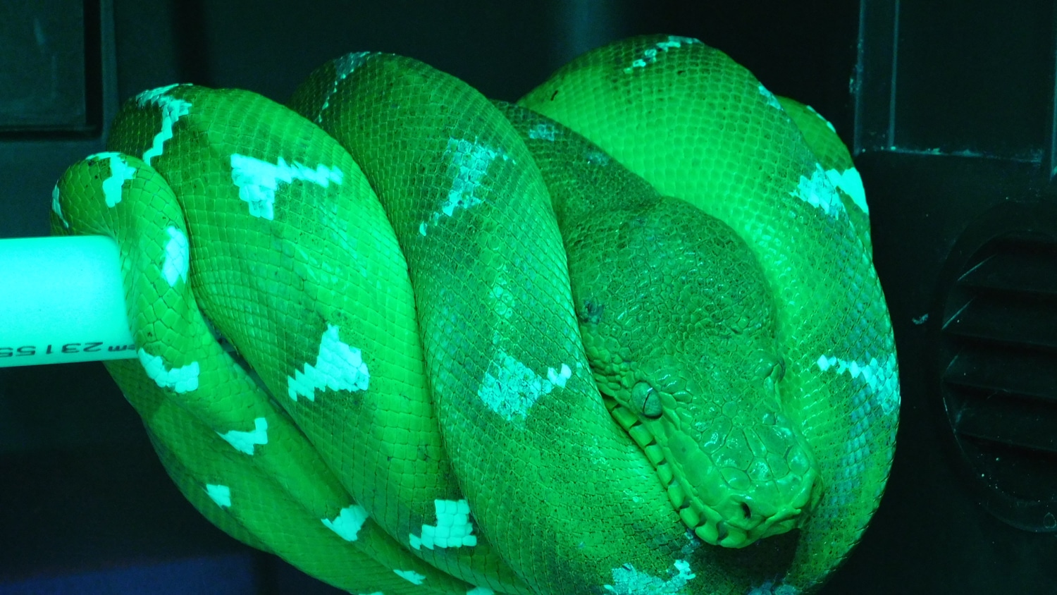 Emerald Tree Boa Northern Emerald Tree Boa by Valhalla Exotics ...