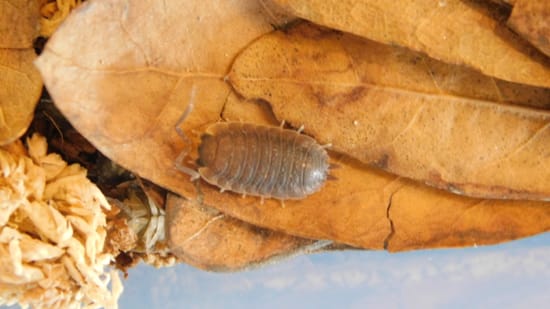 Porcellio Scaber "orin's Calico" 10 Count Isopod by Valhalla Exotics