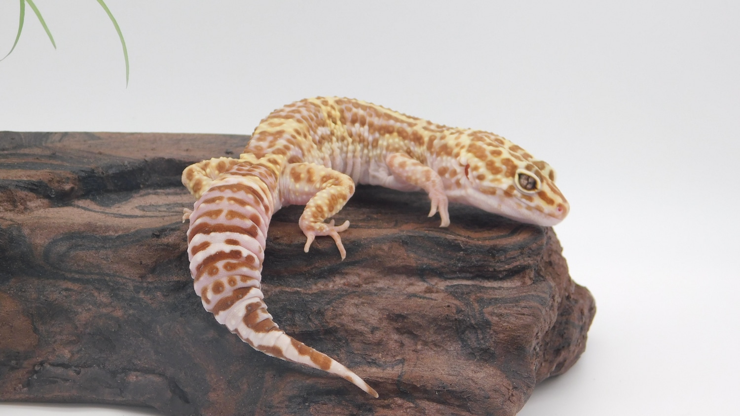 Leopard Gecko by Valhalla Exotics - MorphMarket