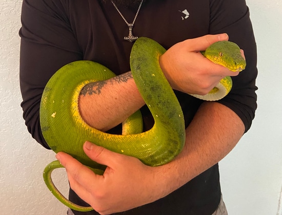 Anaconda Phase Northern Emerald Tree Boa by Valhalla Exotics