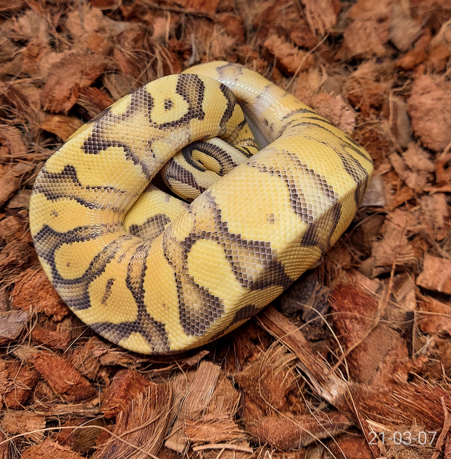 Super Pastel Fire Enchi Het Clown Ball Python by Morph Wizards ...