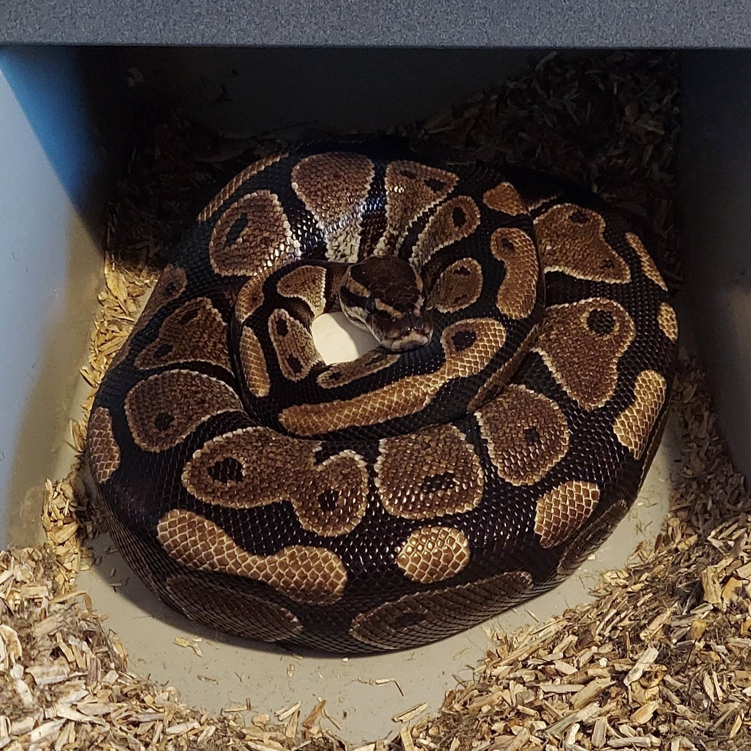 Proven Female, Poss Het Pied Ball Python by Morph Wizards - MorphMarket