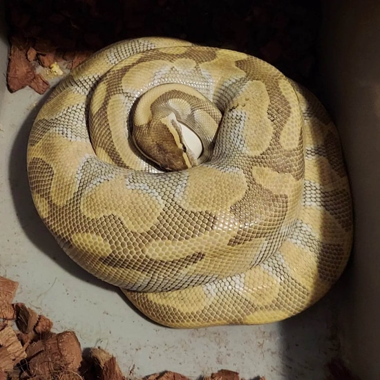 Enchi Butter Proven Female Ball Python by Morph Wizards