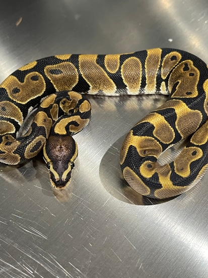 Microscale Ball Python by Python Fusion