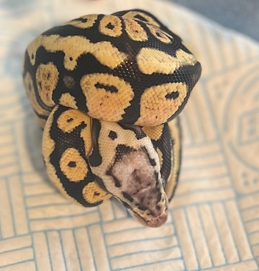 Spot Nose Pastel Het Clown Female Hatchling Ball Python by Python Fusion