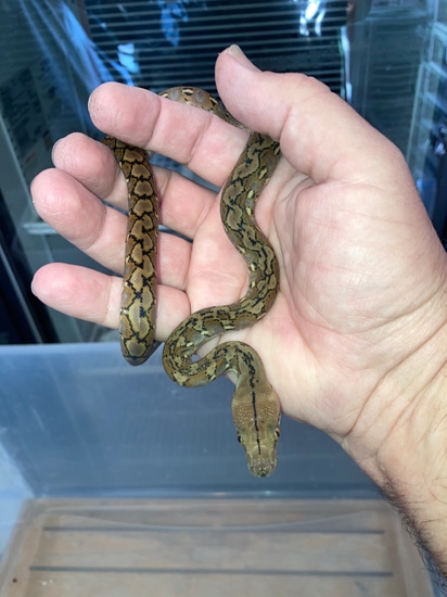 100% Kalaotoa Super Dwarf Reticulated Python by Joe Ceballos