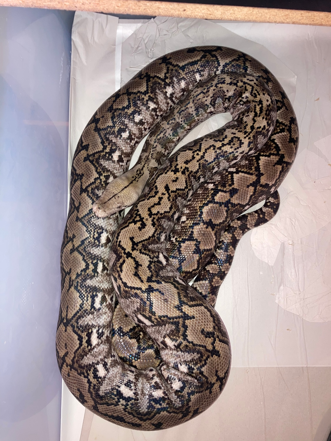 100% Pure Kalaotoa Super Dwarf Reticulated Python by Joe Ceballos ...